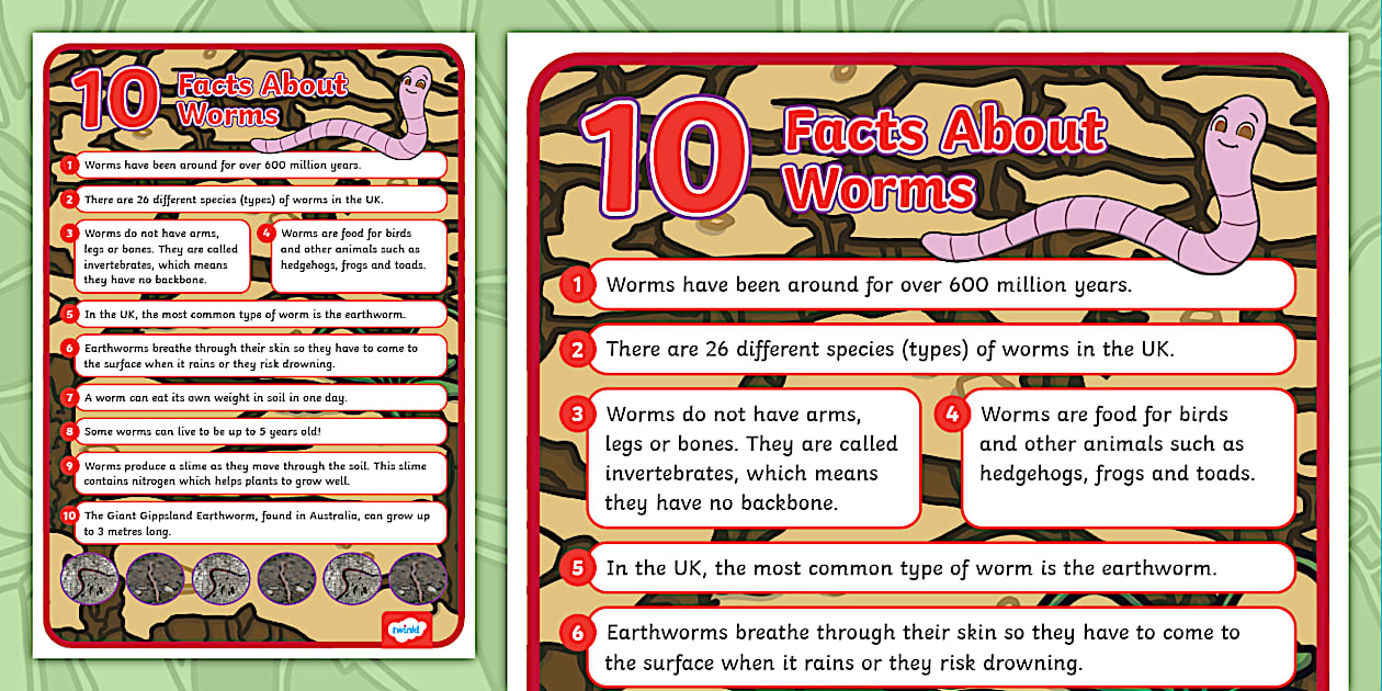 10 Facts About Worms Display Poster (Teacher-Made) - Twinkl