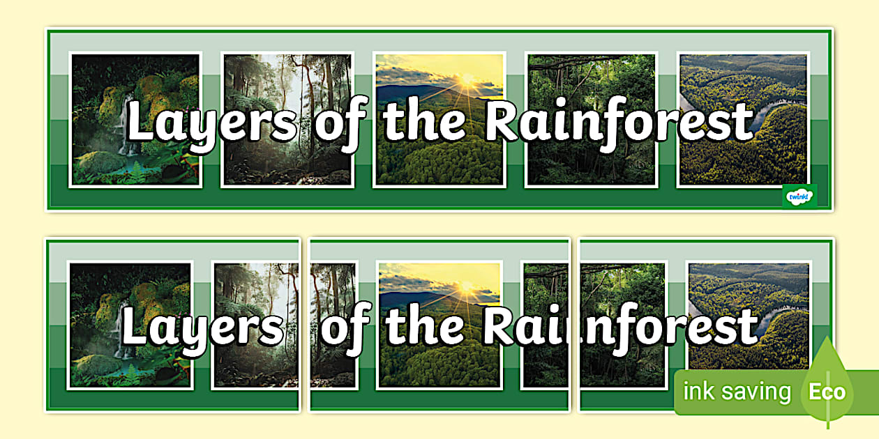Layers of the Rainforest Photo Display Banner (teacher made)