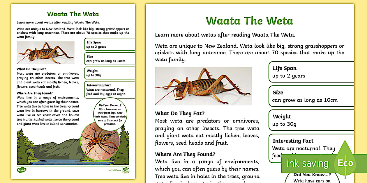 Waata The Weta: Weta Fact File - Josephine Carson-Barr