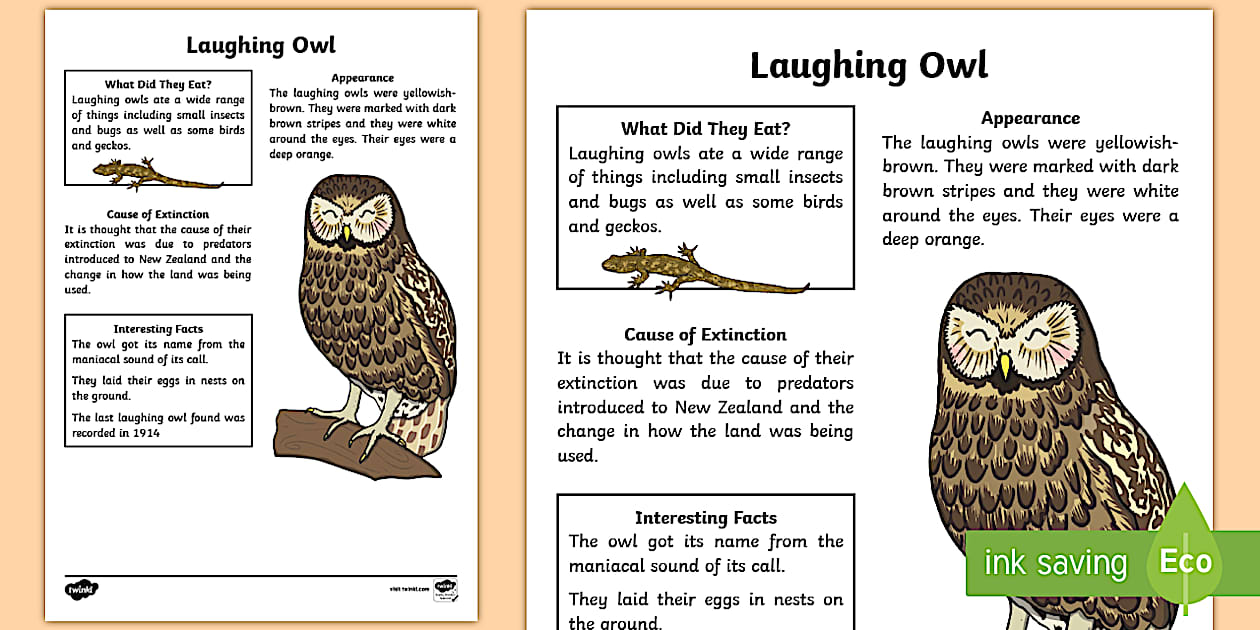 NZ Extinct Birds Laughing Owl Fact Sheet - Twinkl