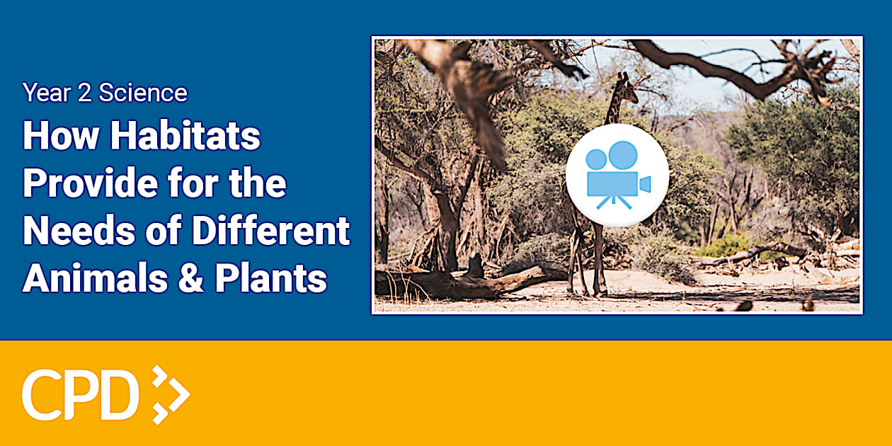 How to Teach Year 2 How Different Habitats Provide for the Basic Needs of