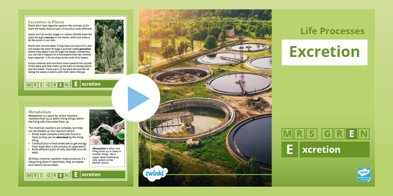 Level 3-4 Life Processes Slideshow - Excretion - Twinkl