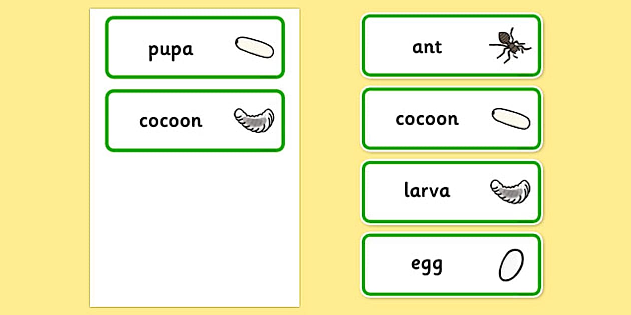 TAS Ant Life Cycle Word Cards (teacher made) - Twinkl