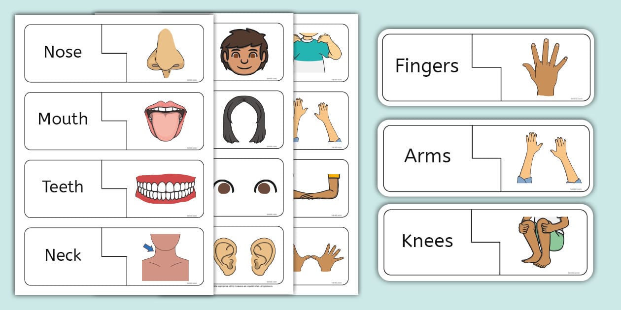 신체 부위 (영어) 매칭 퍼즐 | Body Part in English Matching Puzzle