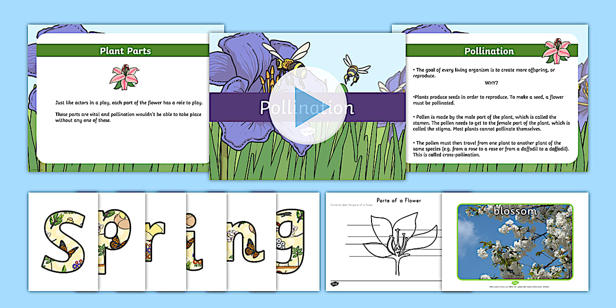 Spring Pollination Resource Pack (Teacher-Made) - Twinkl
