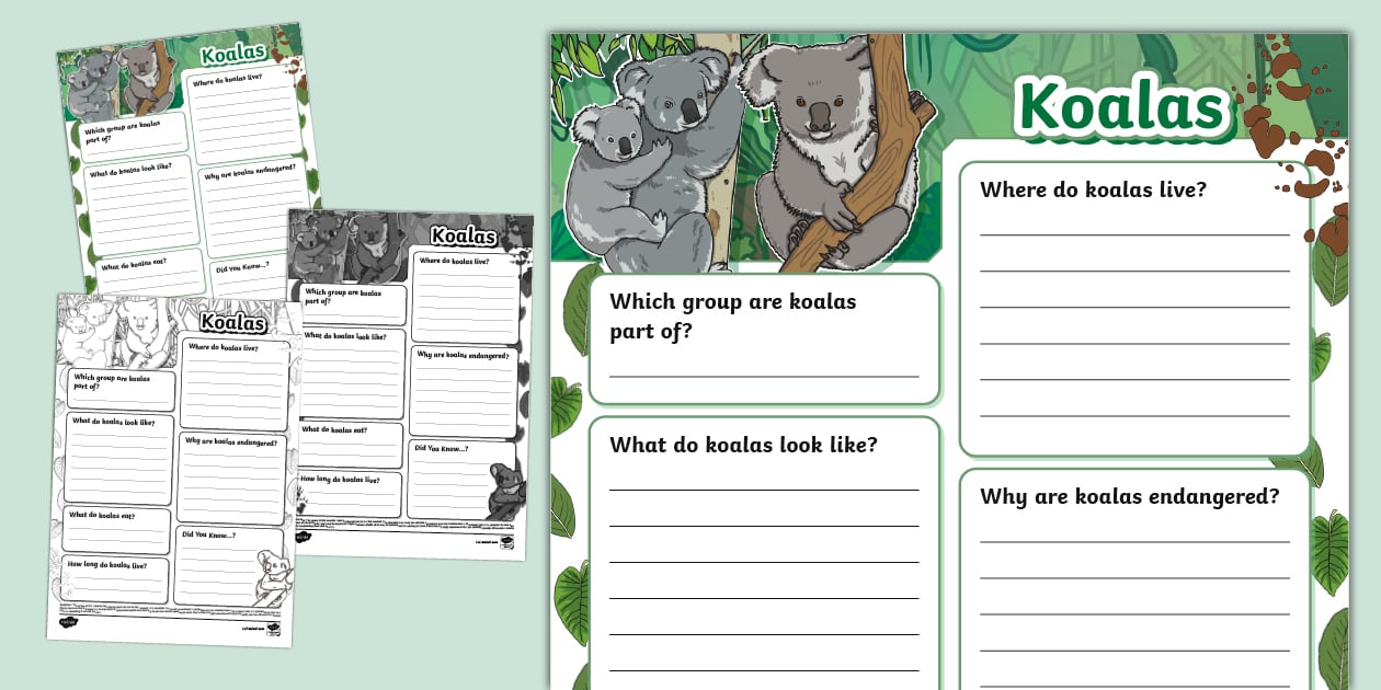 Koalas Fact File Template, Koalas (teacher made) - Twinkl