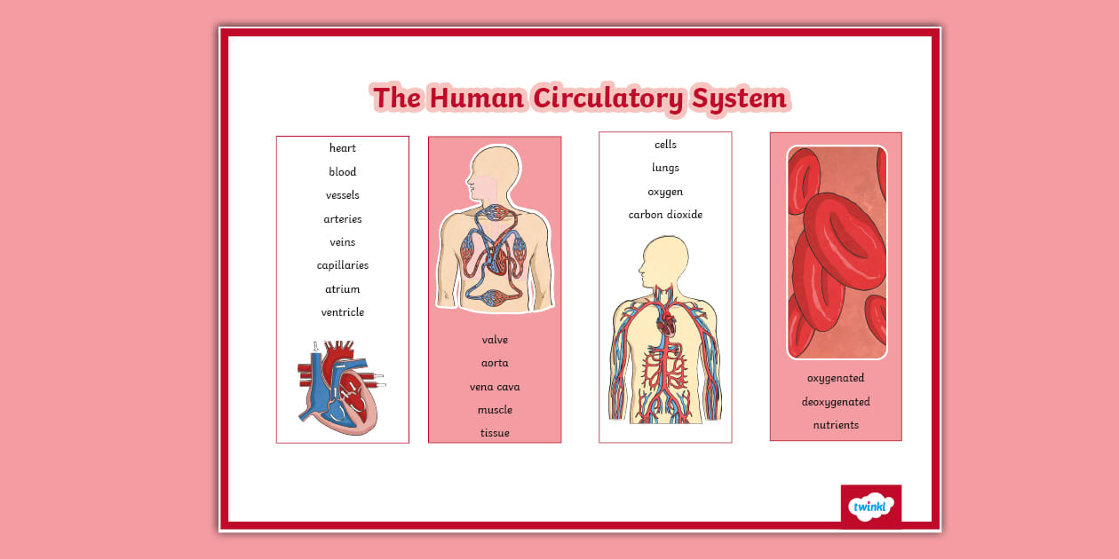 The Human Circulatory System Word Mat - Twinkl - KS2