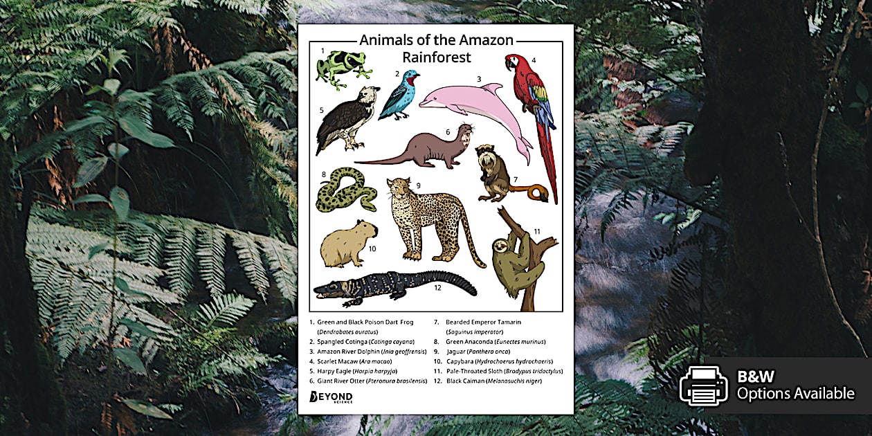 Animals of the Amazon Rainforest | Display Posters | Beyond