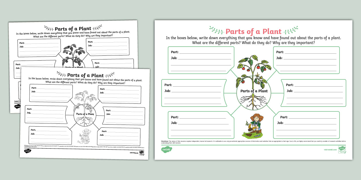 Parts of a Plant Mind Map (teacher made) - Twinkl