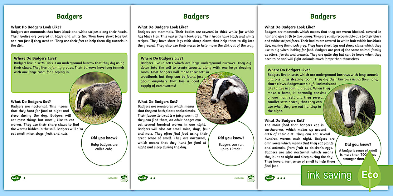 Badgers Differentiated Fact Files (teacher made) - Twinkl