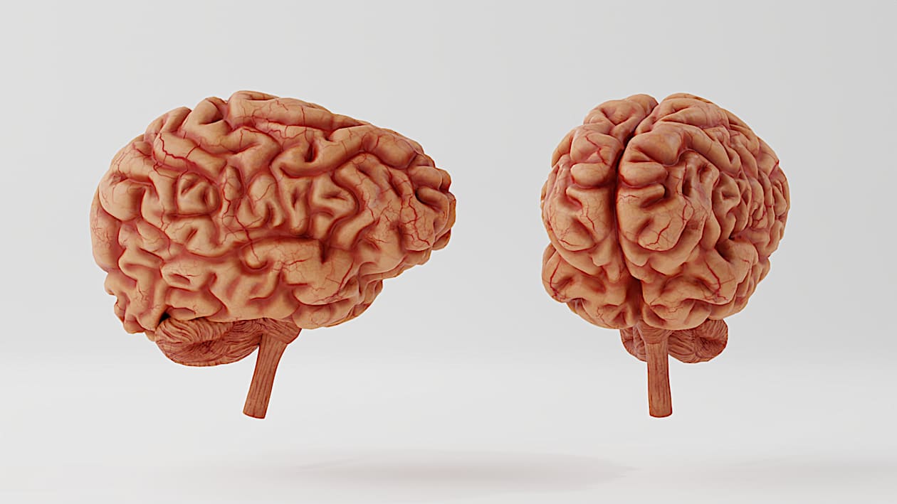 3D Model: Human Body - Human Brain (teacher made) - Twinkl