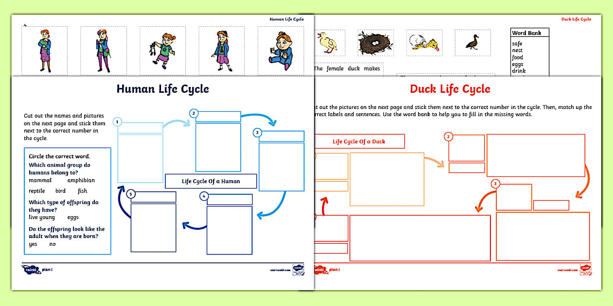 Y2 Life Cycles Activity Sheet (teacher made) - Twinkl