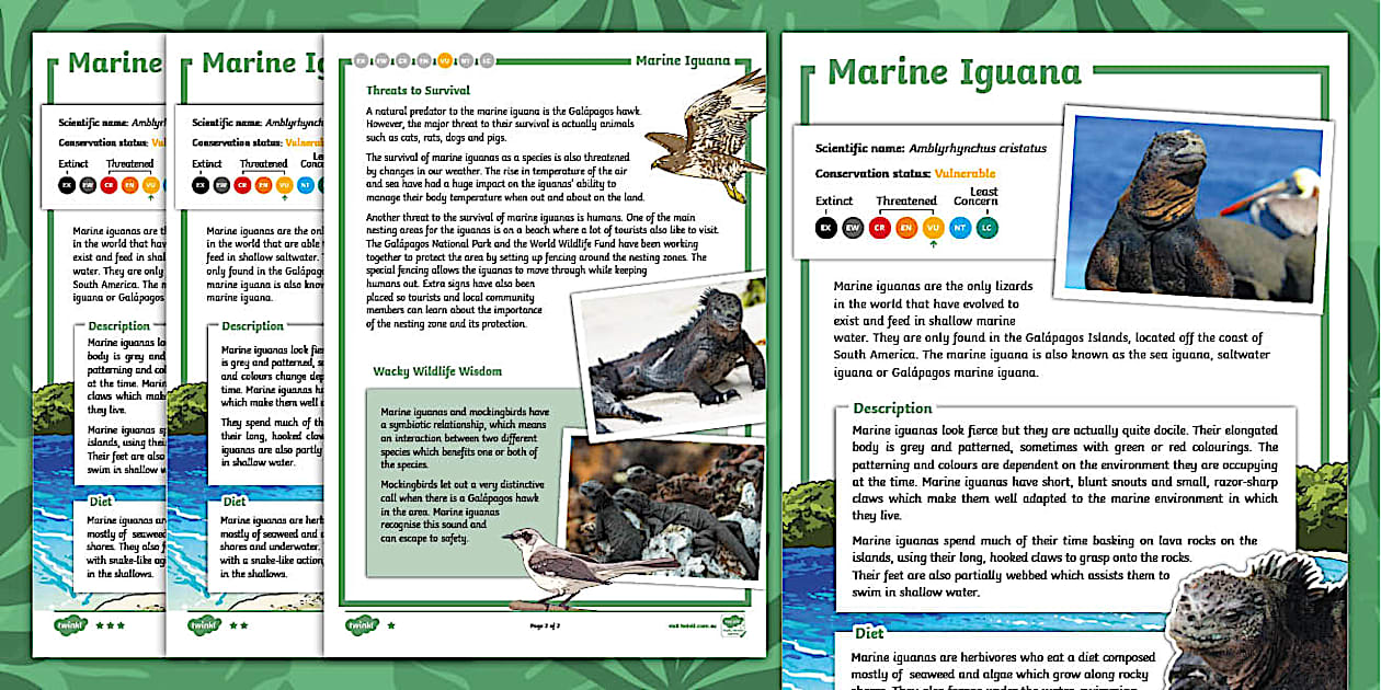 Endangered Species Day Marine Iguana Differentiated Fact File