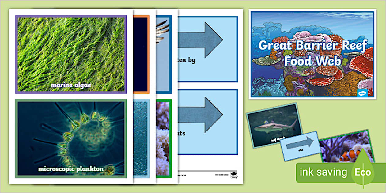 Great Barrier Reef Food Web Display | Twinkl - Twinkl