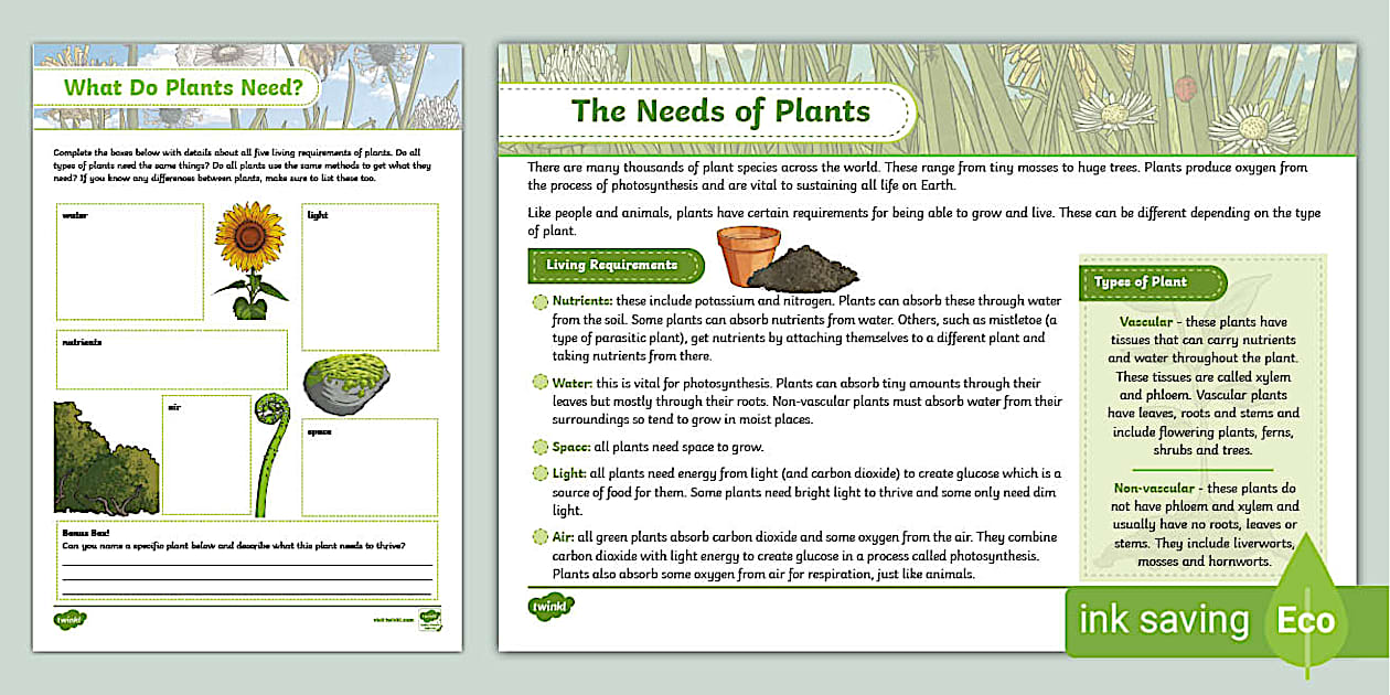 The Needs of a Plant Activity Pack - KS2 - Science - Twinkl