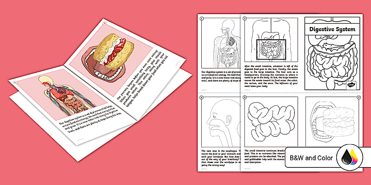 Digestive System Printable Book for 3rd-5th Grade - Twinkl