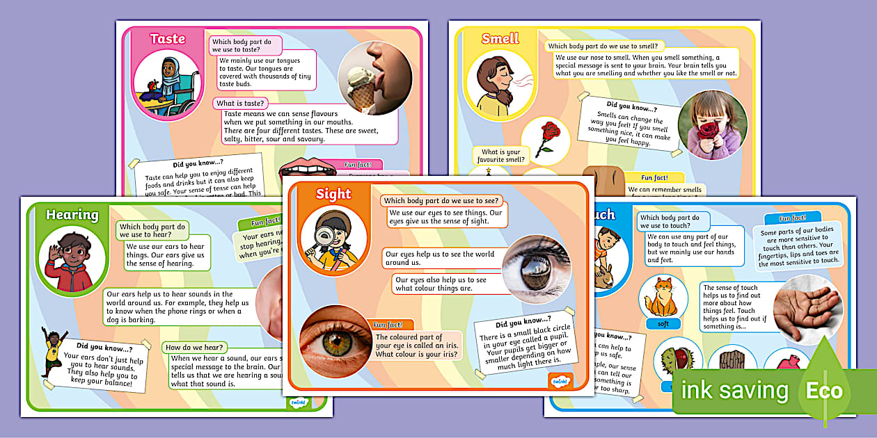 EYFS All About My Senses Fact Files (teacher made) - Twinkl