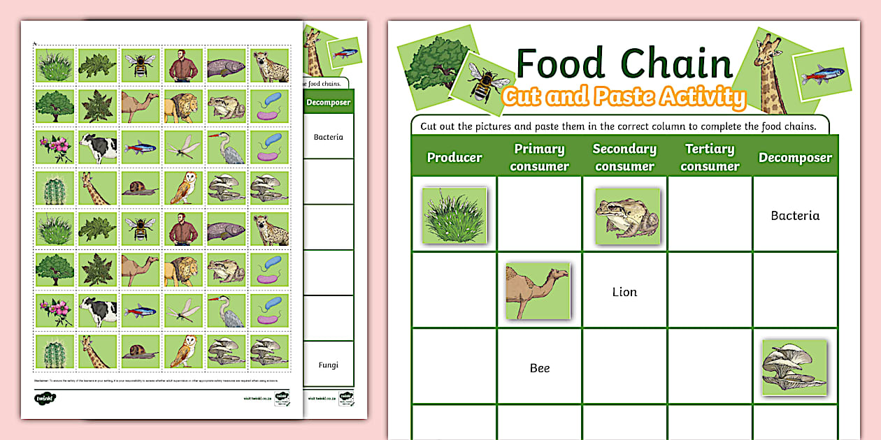 Food Chains Cut and Paste Activity
