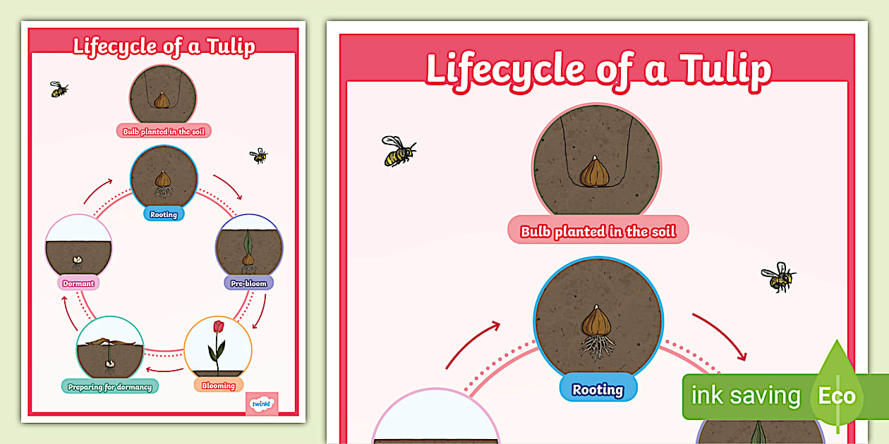 Lifecycle of a Tulip (Display Poster) (teacher made)