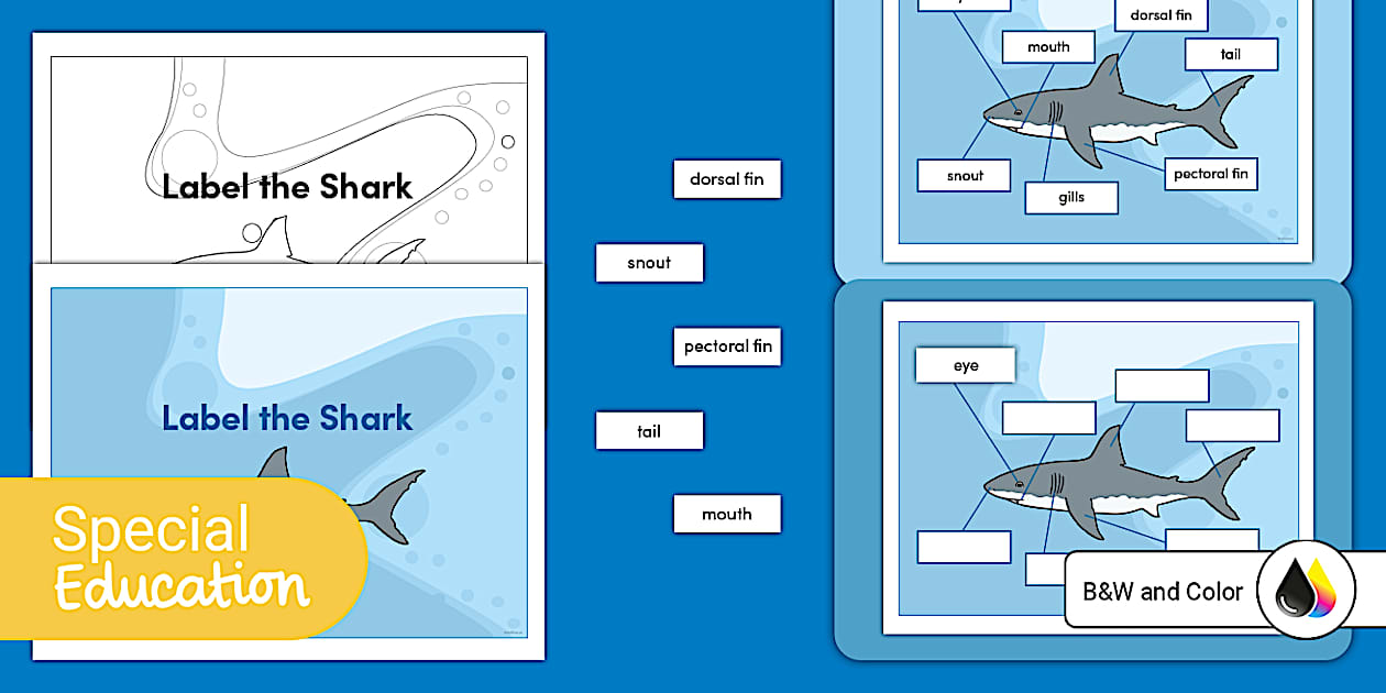 Label the Shark File Folder Activity for Special Education