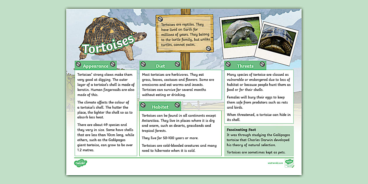 KS2 Tortoise Fact File (teacher made) - Twinkl
