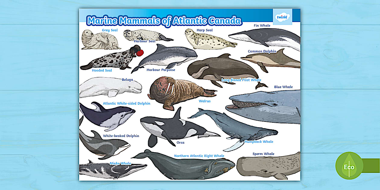 Marine Mammals of Atlantic Canada Display Poster - Twinkl
