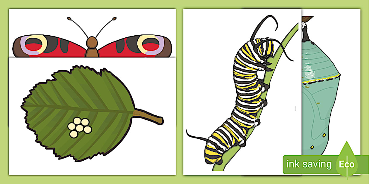 Black and White Butterfly Life Cycle Cut-Outs - Twinkl