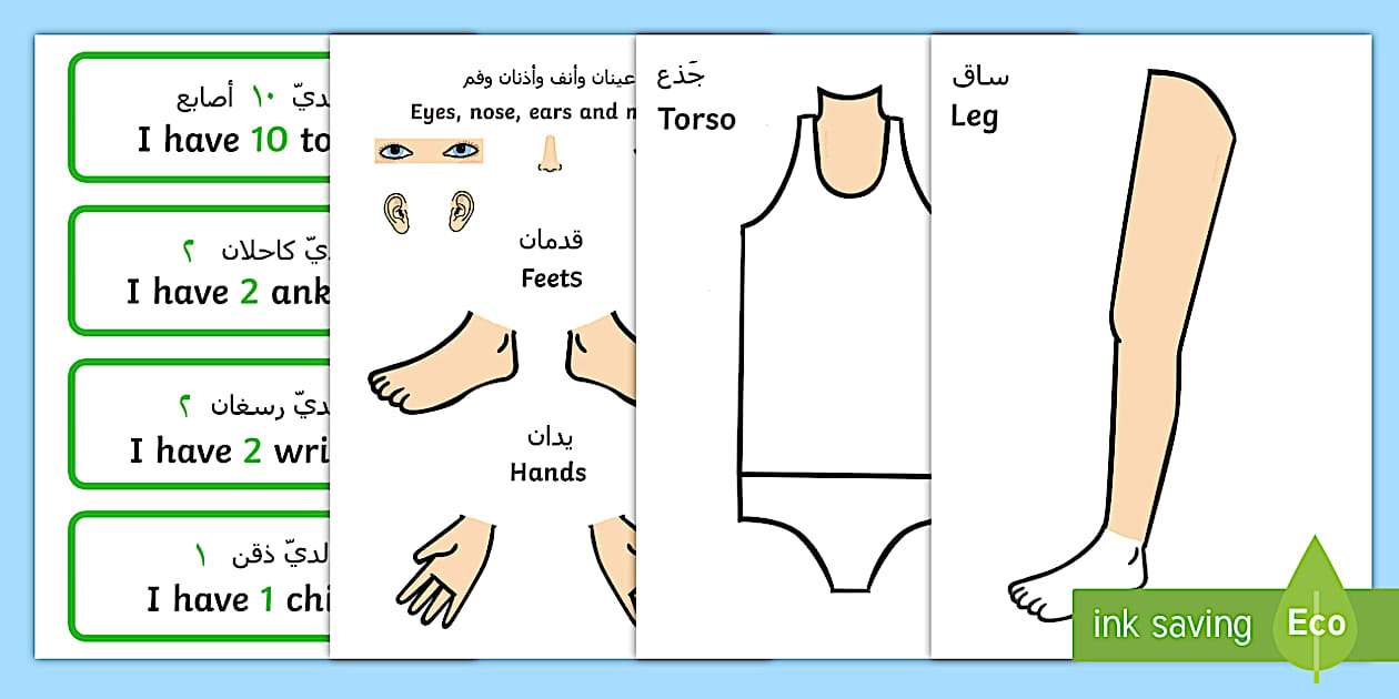 Body Part Counting Cut-Out Activity Arabic/English - EAL Body Part Counting