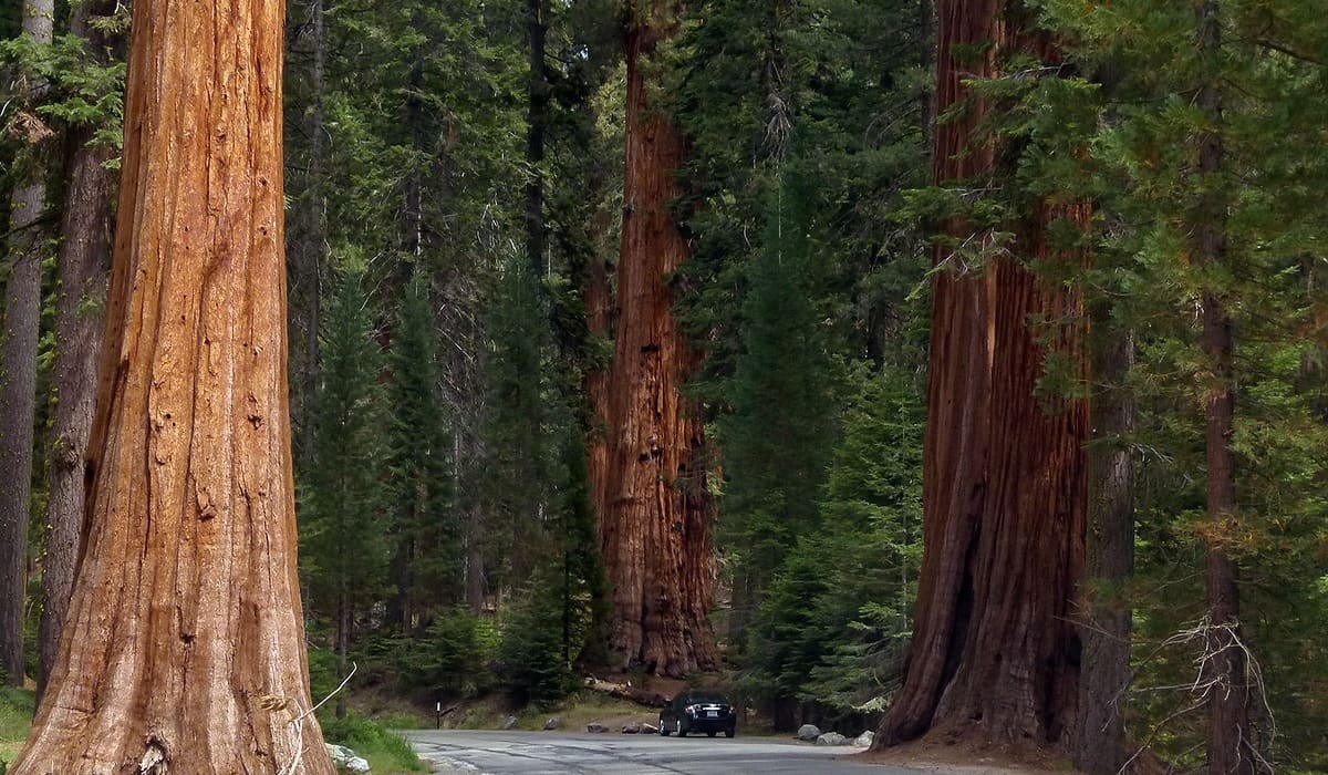 Giant Sequoias Thriving in UK, Says Study - Twinkl NewsRoom