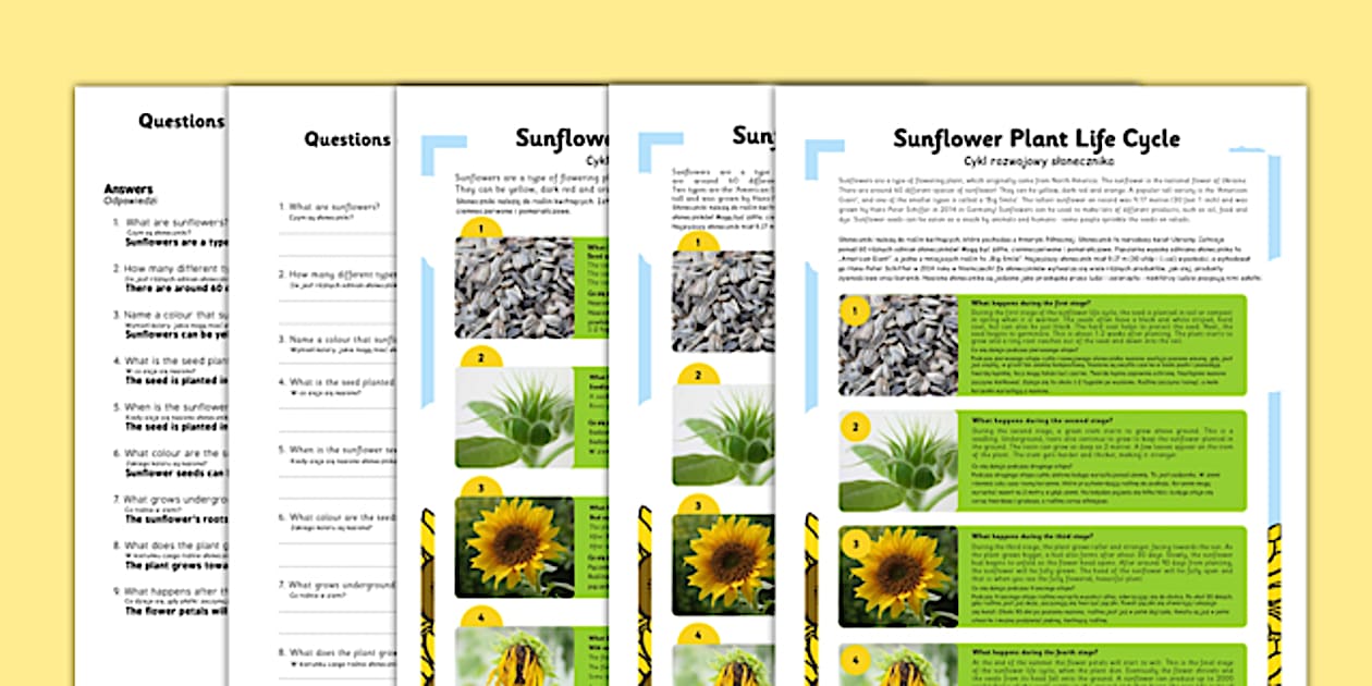 Sunflower Plant Life Cycle Differentiated Reading Comprehension Activity