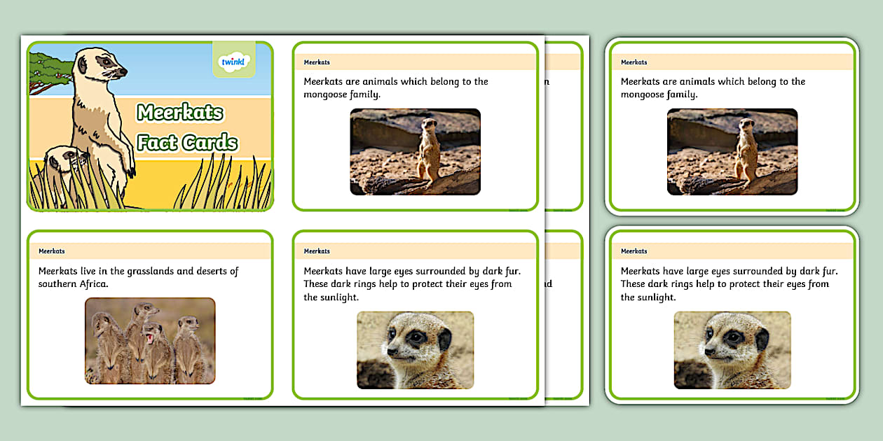 Meerkat Fact Cards - Twinkl - KS1