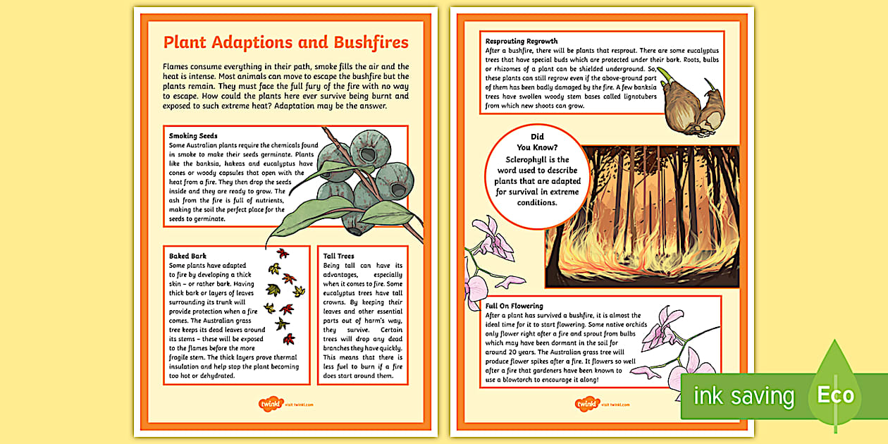 Bushfire Plant Adaptions Display Poster (teacher made)