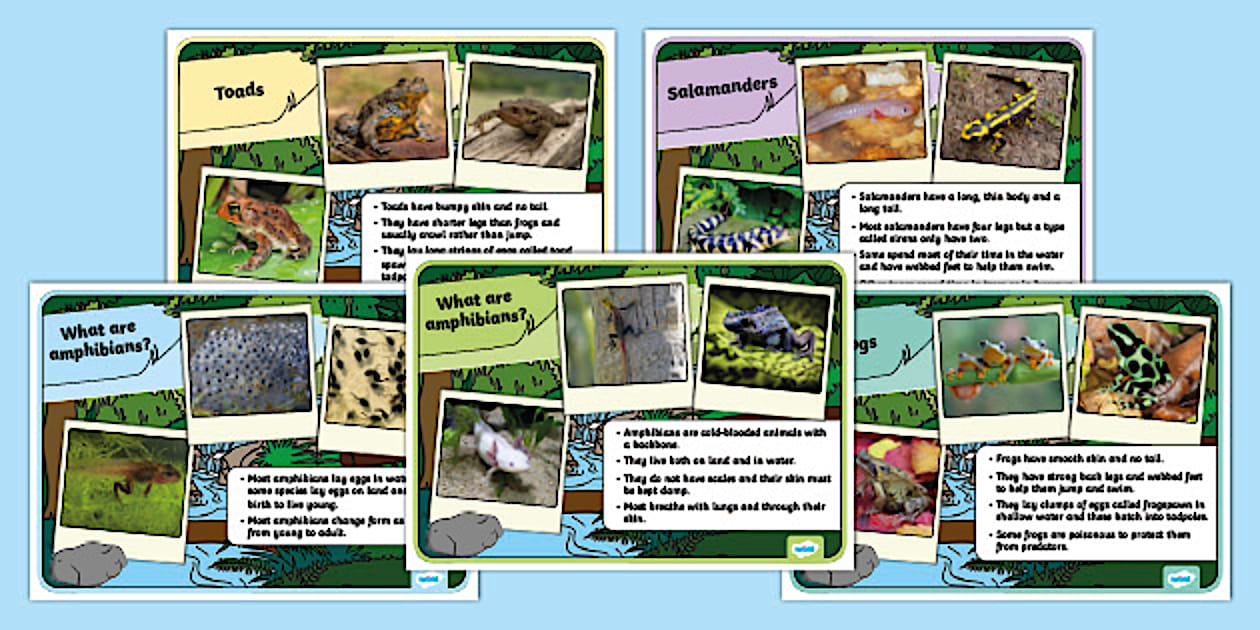 KS1 Amphibians Display Posters (teacher made) - Twinkl