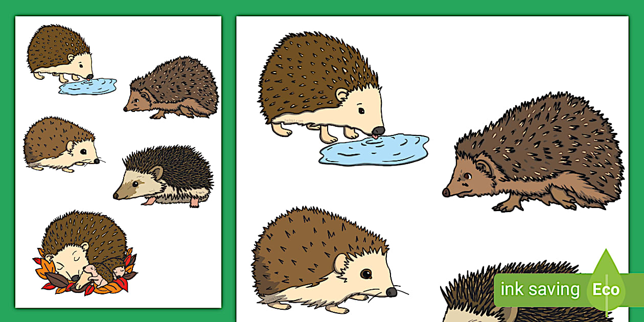 Hedgehog Clip Art Cut-Outs for classroom display - Twinkl