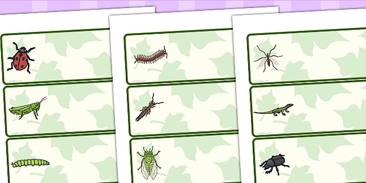 Minibeasts Editable Drawer Peg Name Labels Detailed - signs