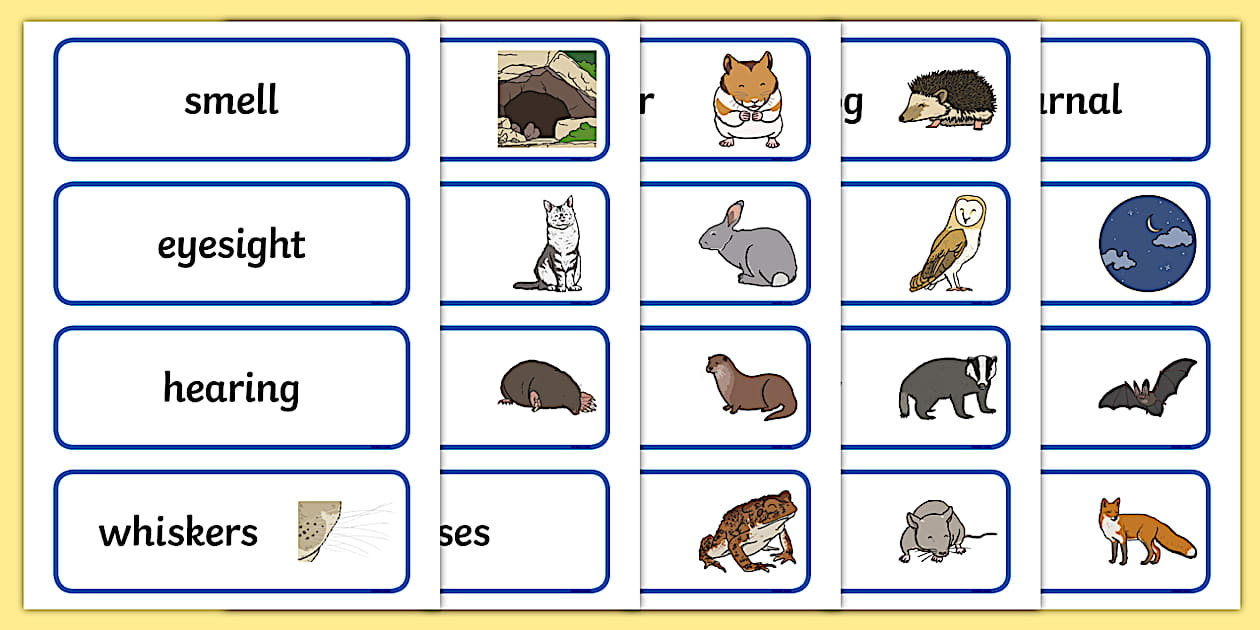 Nocturnal Animals Word cards (teacher made) - Twinkl
