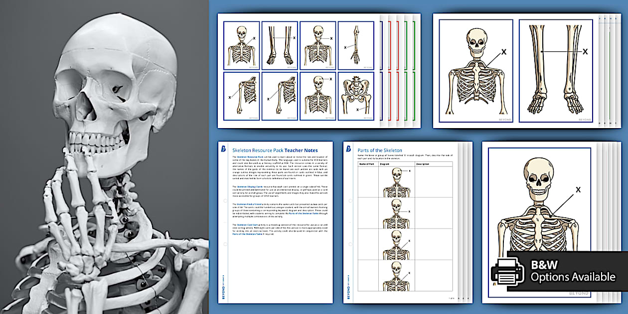 Parts of the Skeleton Resource Pack | KS3 Biology | Beyond