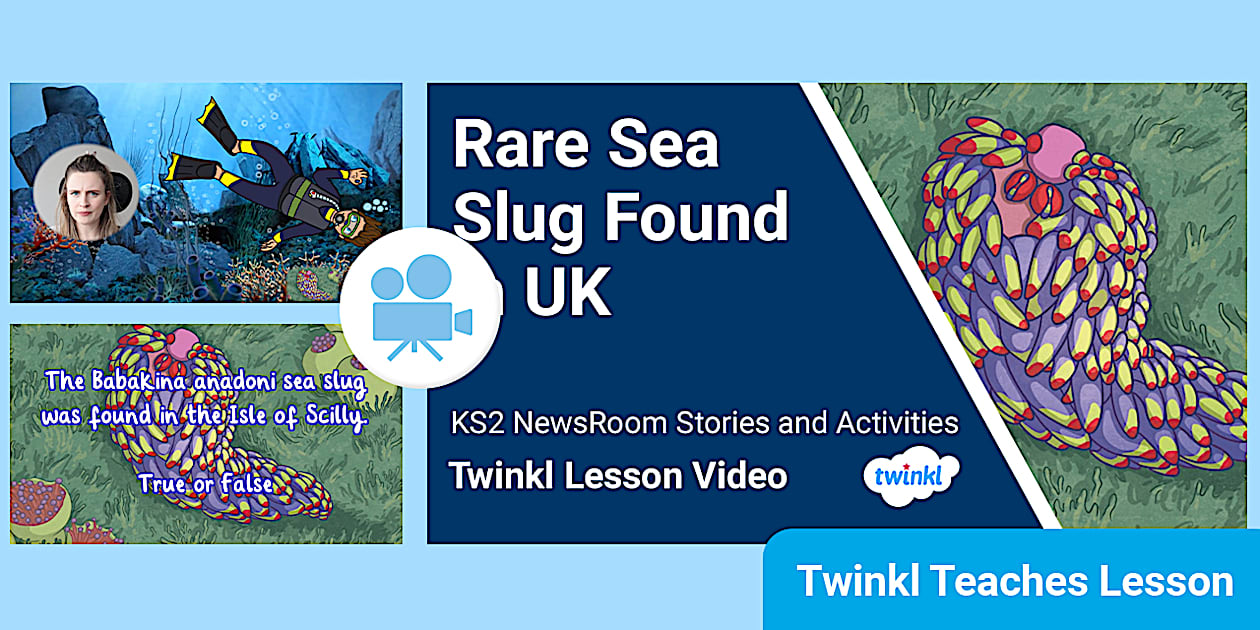 KS2 (Ages 7-11) NewsRoom Video of the Week: Rare Sea Slug Found in UK