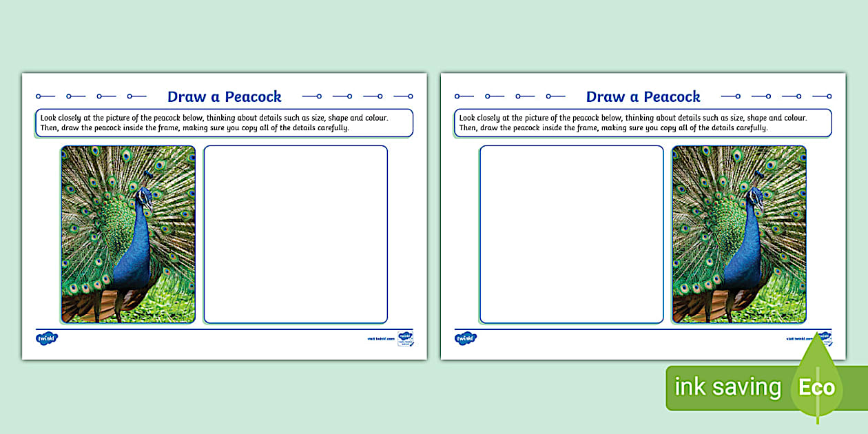 Draw a Peacock Art Activity,peacock - Twinkl