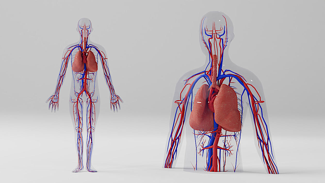 3D Model: Human Body - Human Circulatory System - Twinkl
