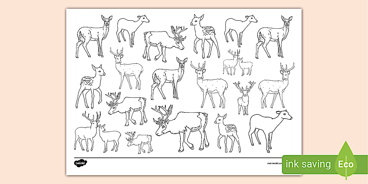 Deer Doodle Colouring Page (teacher made) - Twinkl