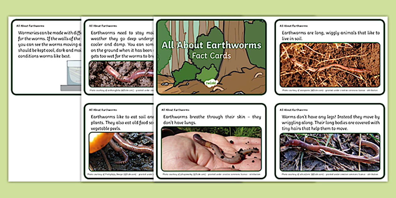 All About Earthworms Fact Cards - Twinkl