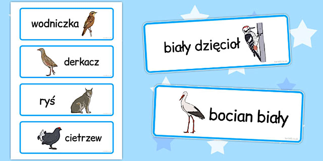 Editable Polish Animals Word Cards (teacher made) - Twinkl