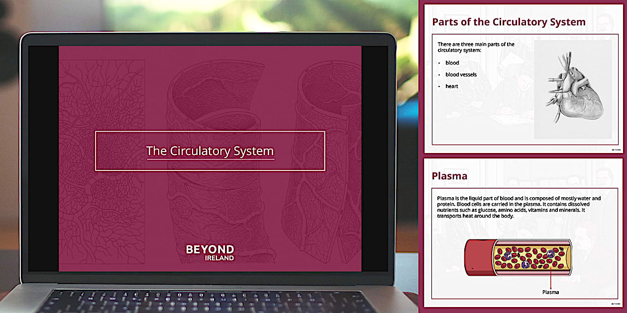 The Circulatory System PowerPoint