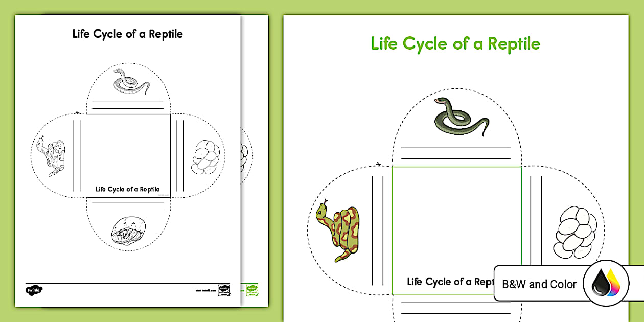 Reptile Life Cycle Worksheet for K-2nd Grade (Teacher-Made)