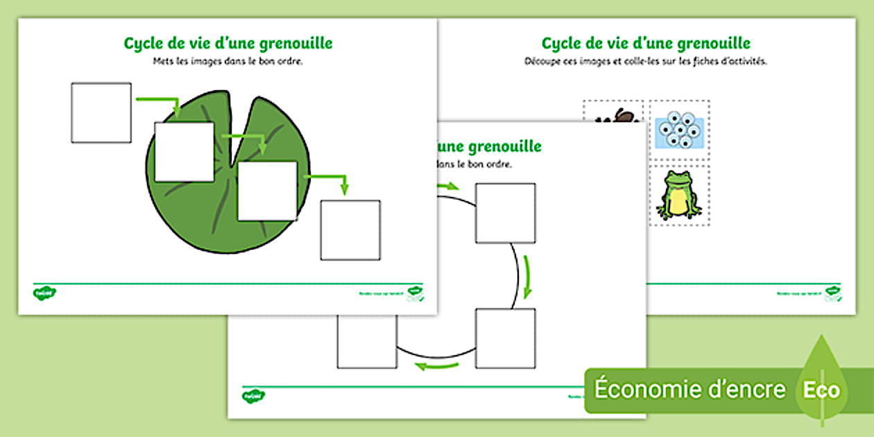 Fiches d'activités : Cycle de vie d'une grenouille