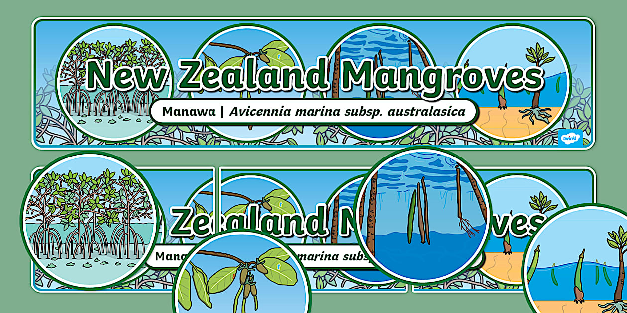 New Zealand Mangroves Banner (teacher made) - Twinkl
