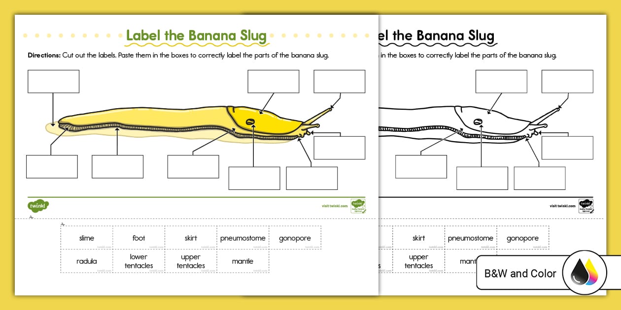 Label the Banana Slug Cut and Paste Worksheet for K-2nd