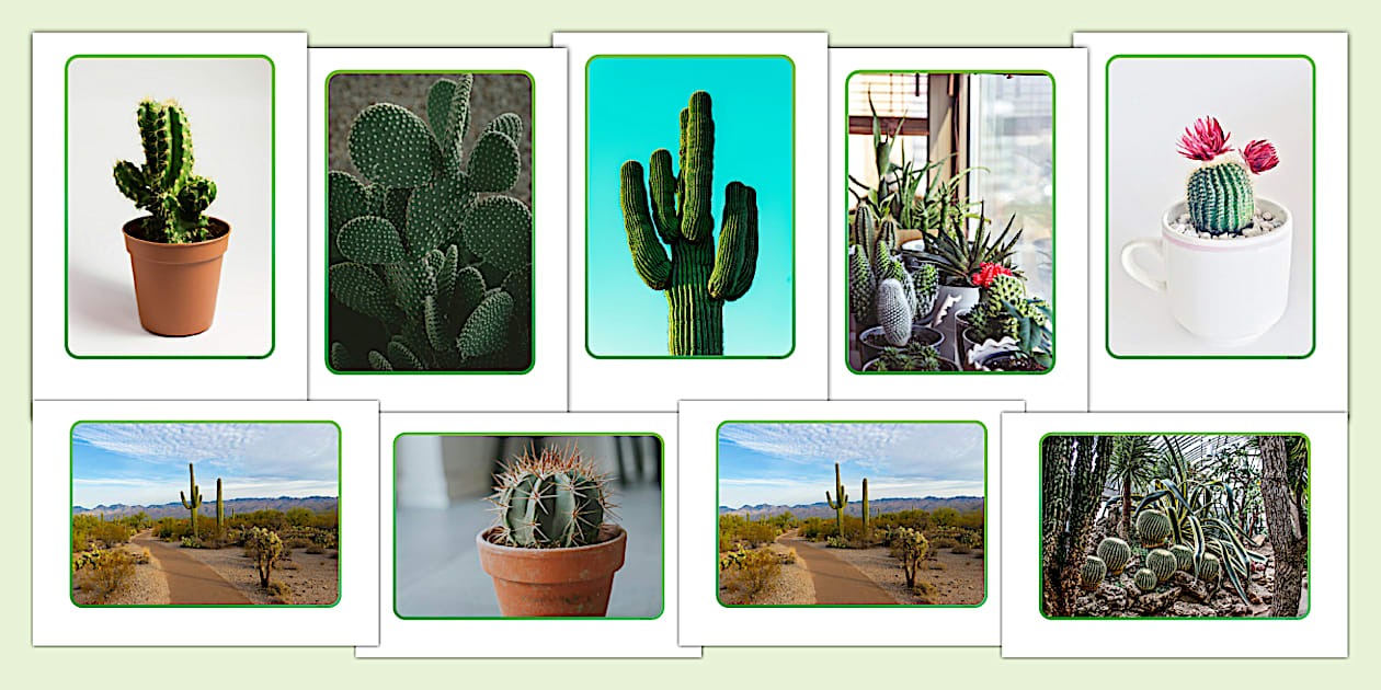 Cactus Display Photos (teacher made) - Twinkl