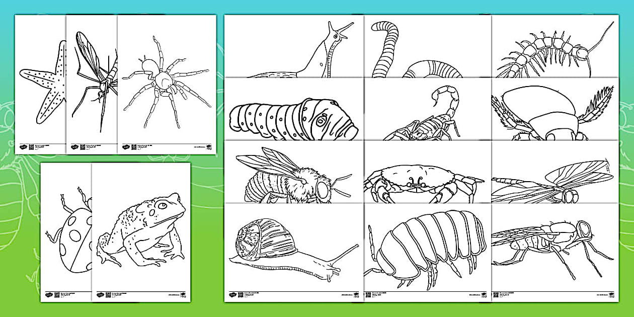 Minibeast Colouring Sheets (teacher made) - Twinkl